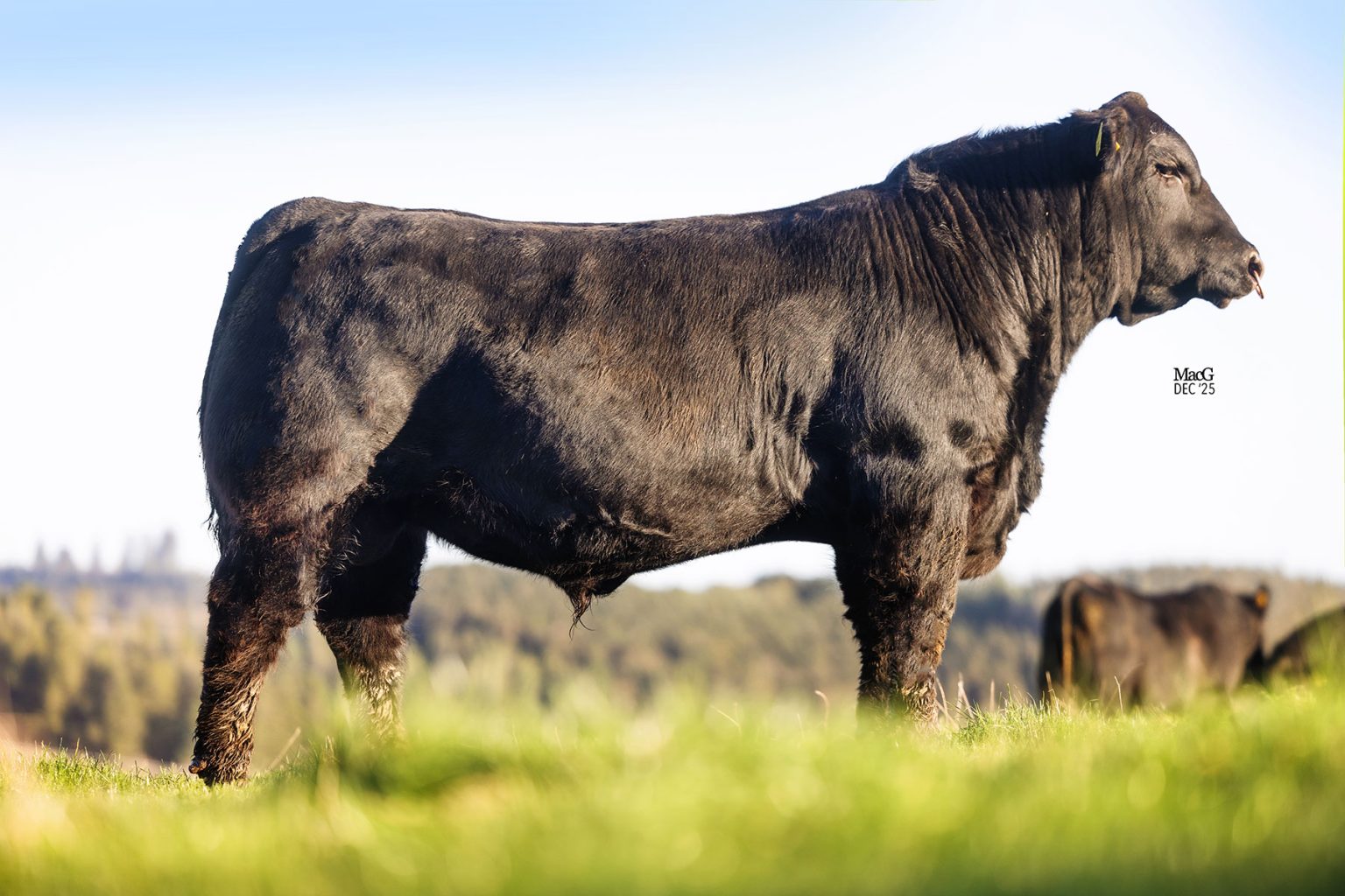 HW Netherton Angus ONLINE sale preview - MacGregor Photography