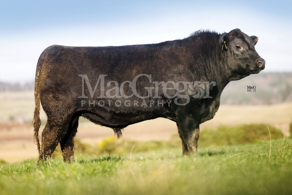 HW Netherton Angus ONLINE sale preview - MacGregor Photography