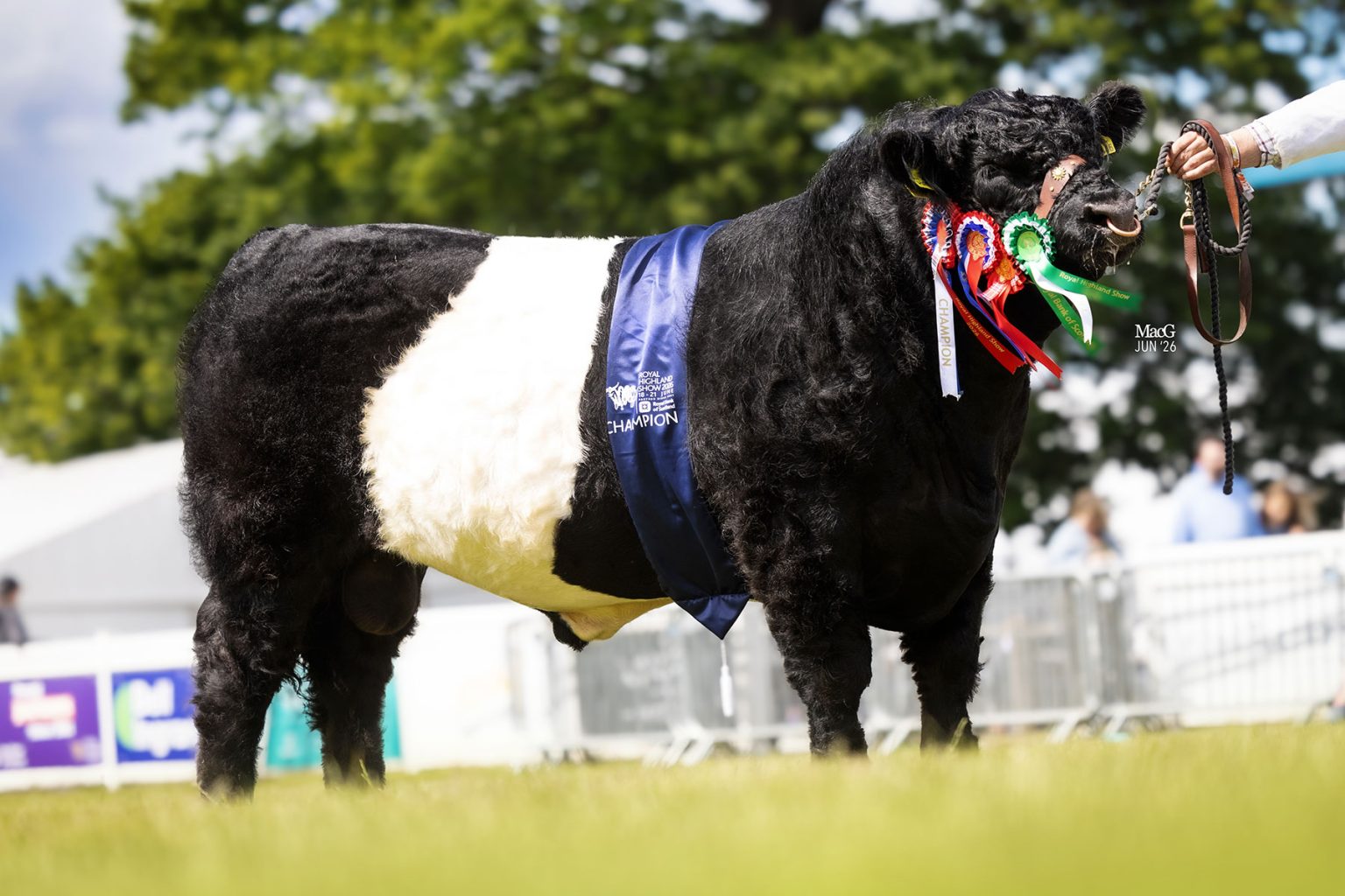 RHS '26 - Beef cattle - MacGregor Photography